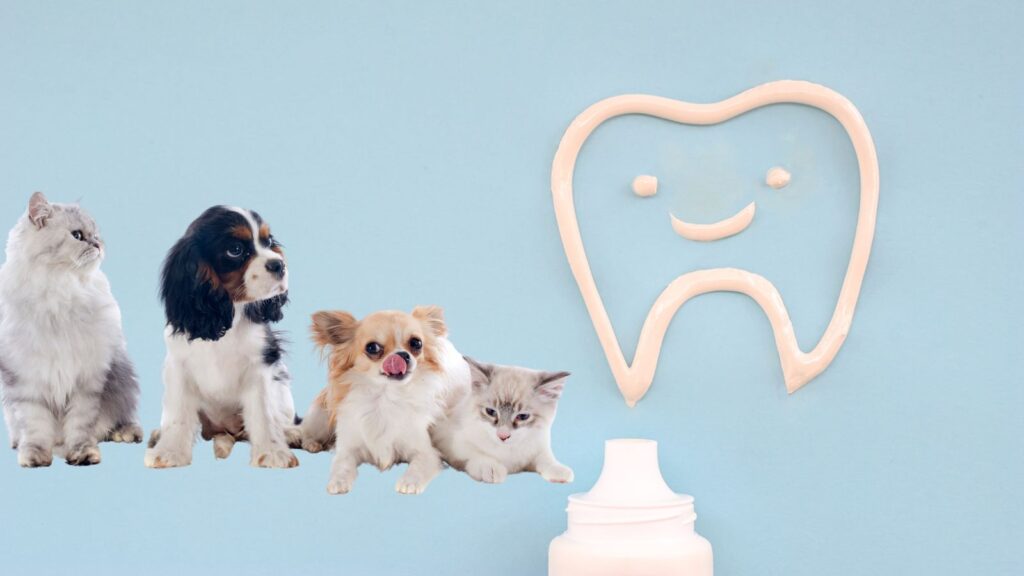 今話題の乳酸菌KT-11とは？犬や猫に期待できる効果をペット栄養管理士が解説 | 【ペット専門家監修】食事と健康のはなし